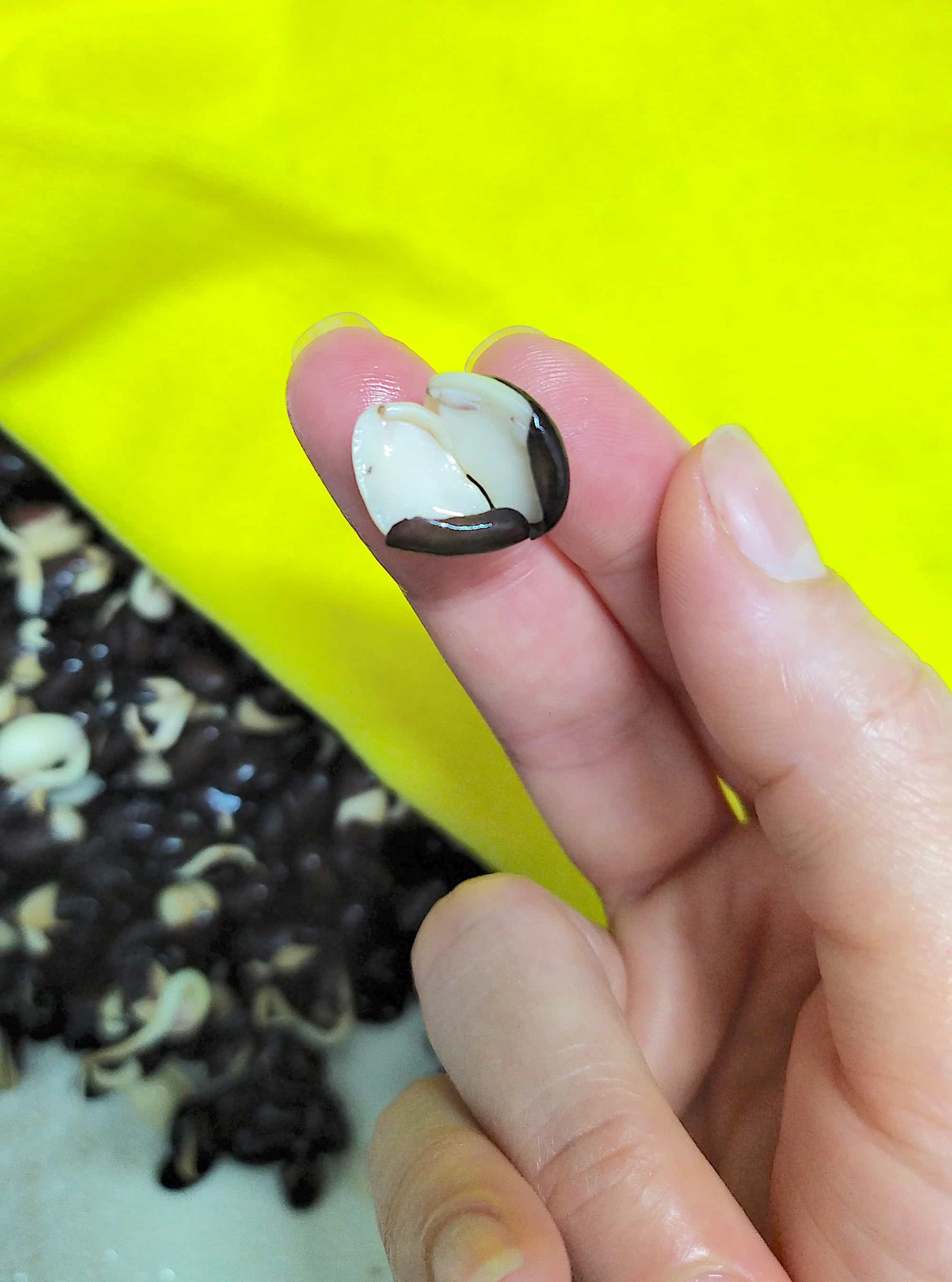 How to sprout black beans | step-by-step - veganized by Jasmin