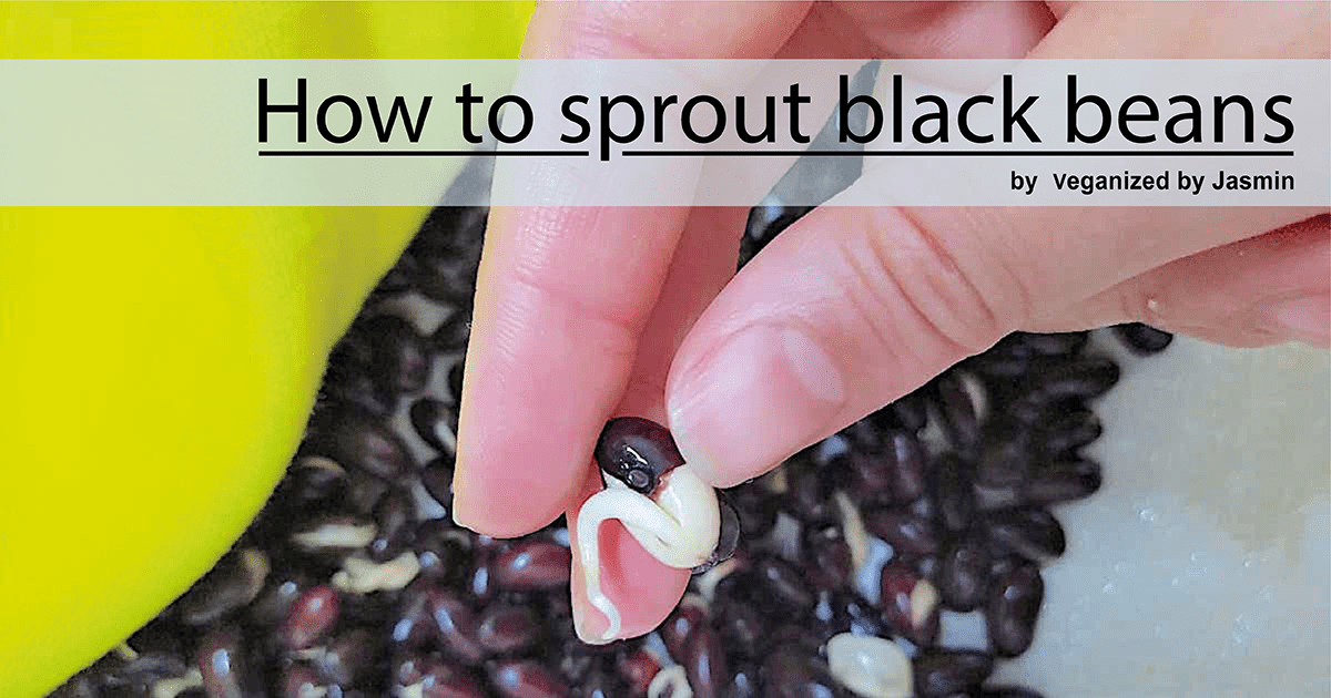 How to sprout black beans | step-by-step - veganized by Jasmin